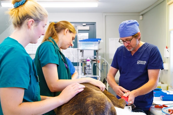 Veterinary Professionals | Our Team | Greenside Vets